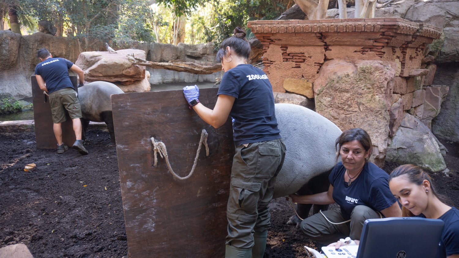 Bioparc Fuengirola celebra la gestación de una hembra de tapir malayo ...